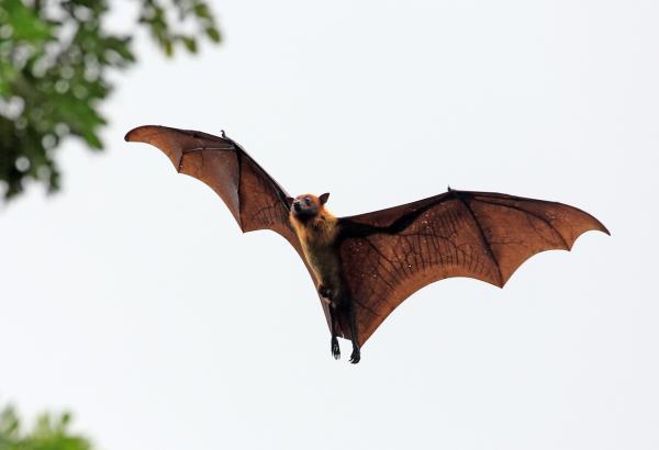 Tropical Rainforest Fruit Bats